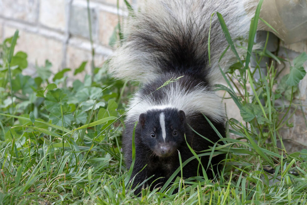 How to Identify a Skunk Problem on Your Property: Signs and Solutions ...