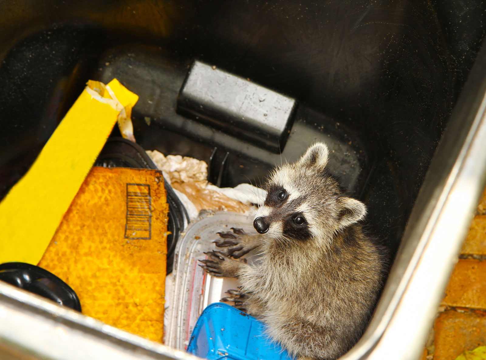 How to Keep Raccoons Out of Your Trash: Tips for Securing Your Property ...