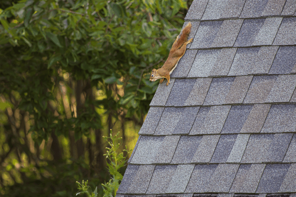 Are Squirrels in Your Attic? Signs, Risks, and What to Do Next - Dog ...