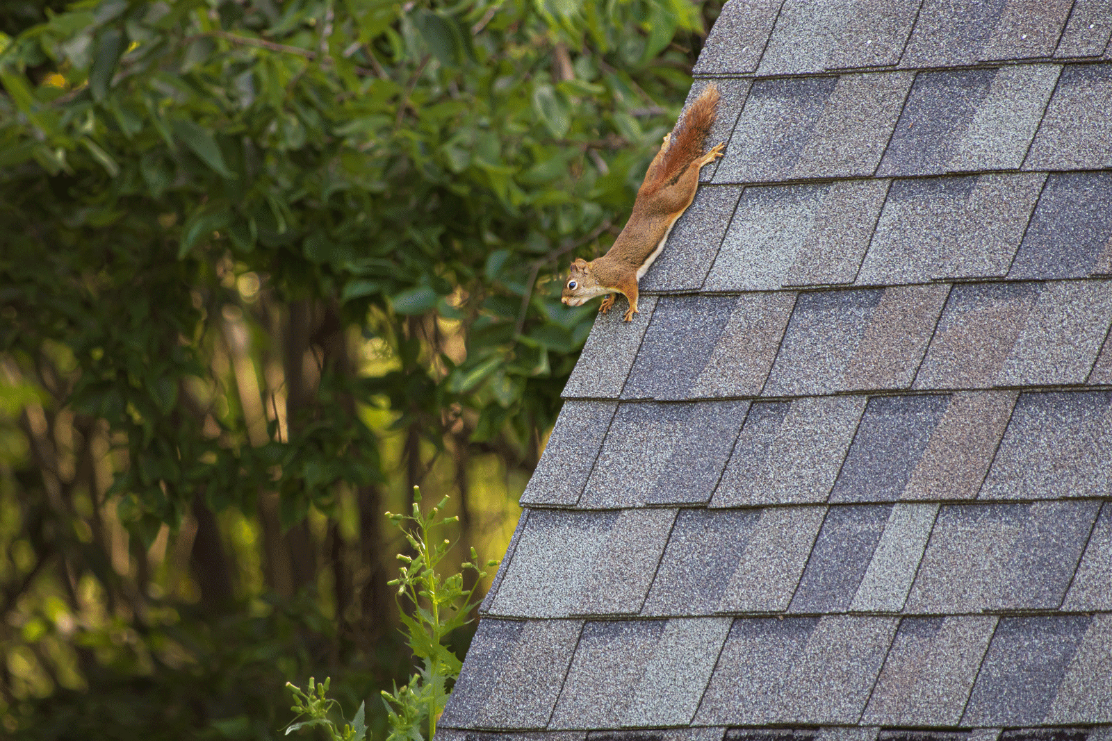 Are Squirrels in Your Attic? Signs, Risks, and What to Do Next - Dog ...